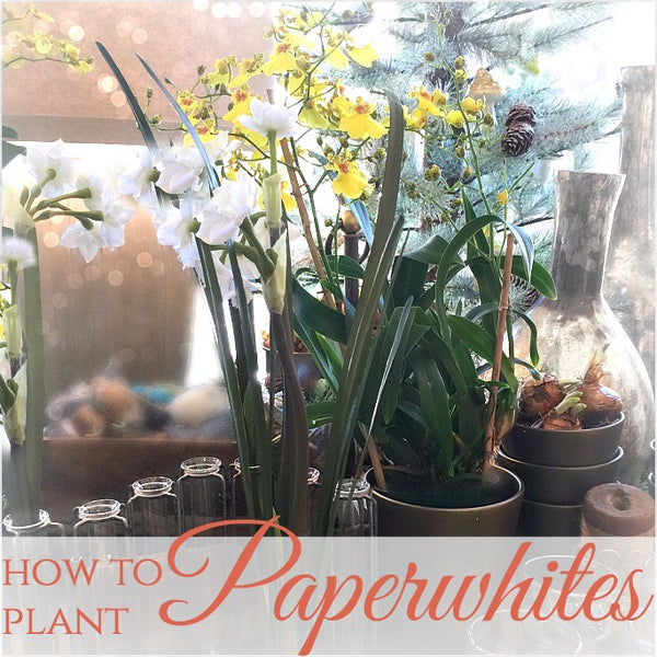Paperwhite Magic | Plant for a Beautiful January NOW - frenchgardenhouse