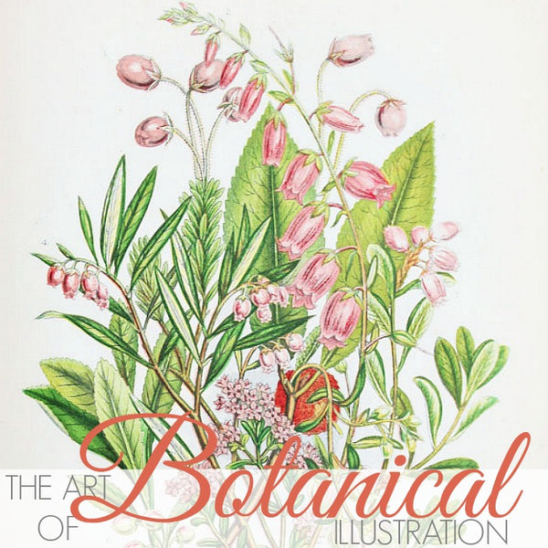 THE ART OF WOMEN ARTISTS | BOTANICAL ILLUSTRATIONS - frenchgardenhouse